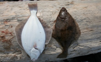 Meld zieke platvissen | Iedereen Wetenschapper