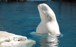 Beloega's bestuderen | Iedereen Wetenschapper